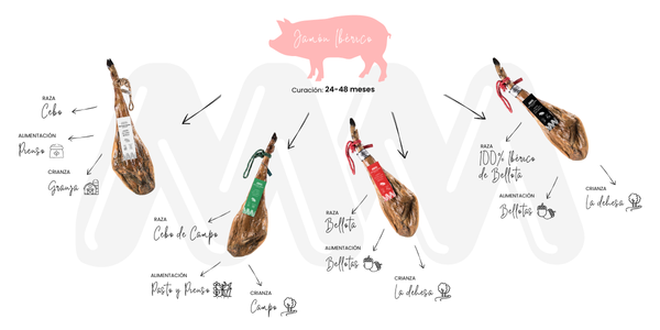 Tipos de Jamón que Existen y sus diferencias | MM Salamanca - CÁRNICAS ...